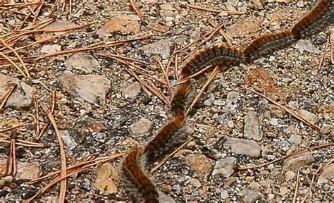 Боровата процесионка защо е опасна и как да се предпазим