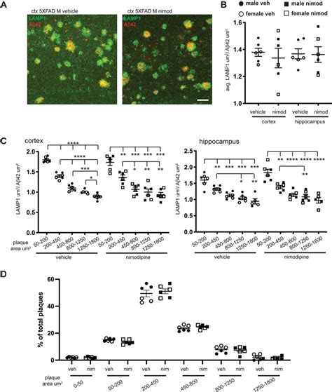 Dystrophic Neurites Relative To Aβ42 Are Not Reduced By Nimodipine