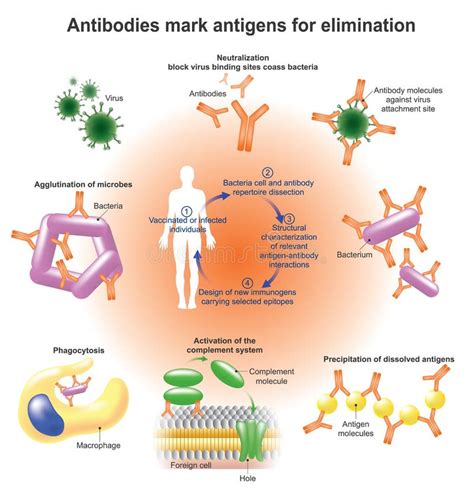 Apc In Immune Response Stock Vector Illustration Of Antibody 19443516