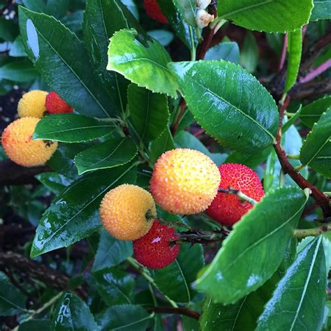 Dwarf Strawberry Als Garden And Home