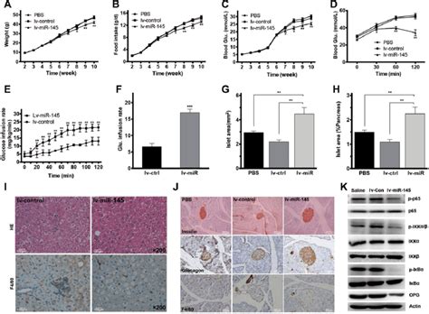 mir 145 overexpression improves metabolic disorders in db db mice a