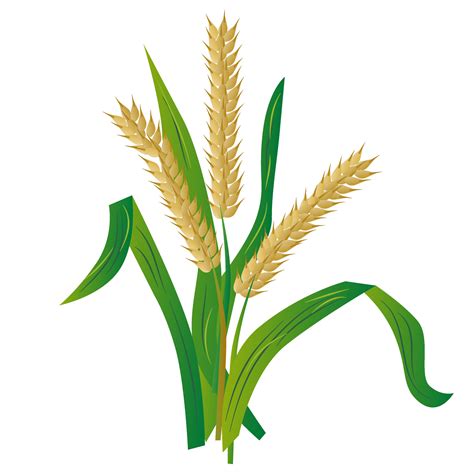 Wheat Plant Illustration 12482900 Vector Art At Vecteezy