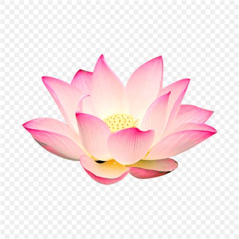 Pink Lotus Flower Clipart Vector Pink Lotus Flower Clipart Png Flower