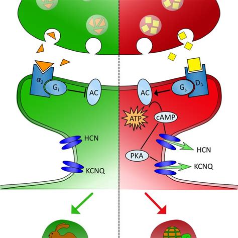 Dynamic Network Connectivity In The Dorsolateral Prefrontal Cortex Download Scientific Diagram