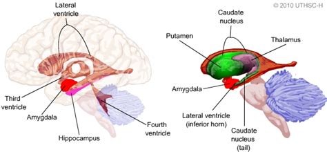 Limbic System Amygdala Section 4 Chapter 6 Neuroscience Online An Electronic Textbook For