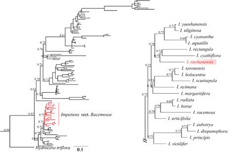 phylogeny inferred from the nrits sequence data ml bootstrap values