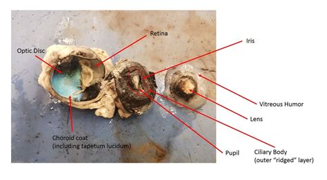 Dissected Eye Diagram Quizlet