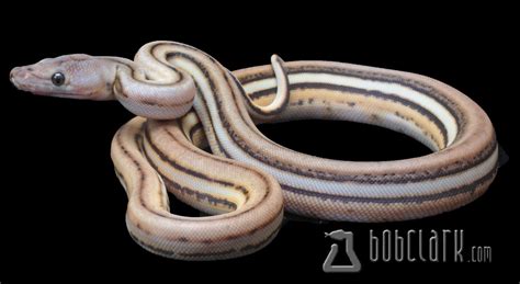 Tiger Reticulated Python Traits Morphpedia