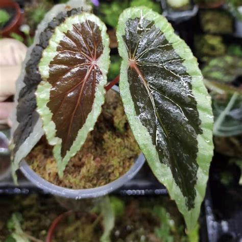 Rex Begonia Leaf Propagation Begonias