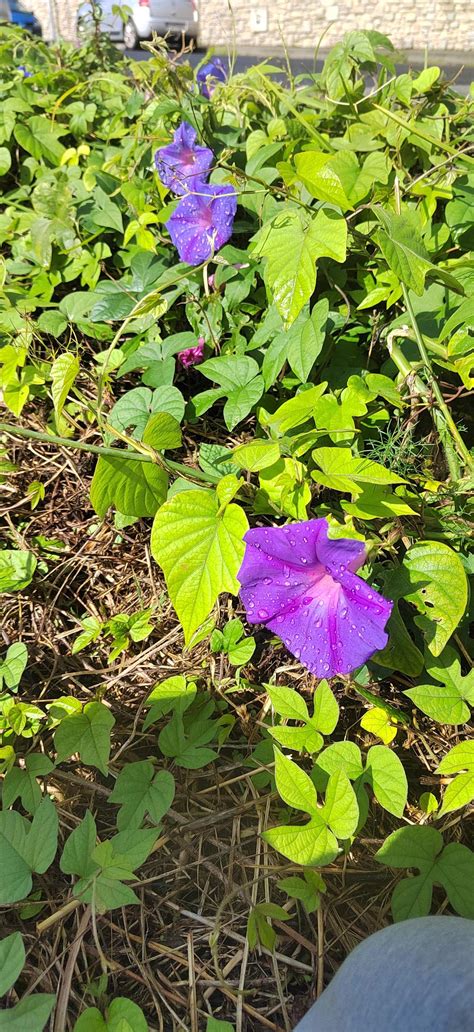 Took 600mg Of Lsa 💀 Light Visuals My Arse What Is A Low Normal High Dose Of Lsa R Lsa