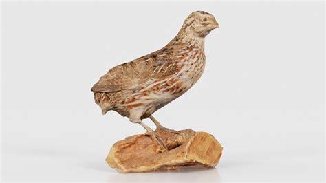 Japanese Quail Coturnix Japonica Remastered 3d Model Turbosquid 2359522