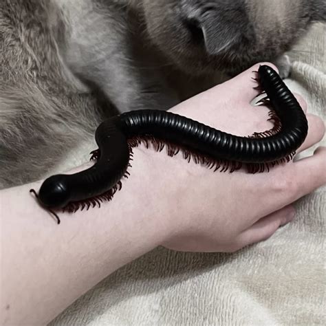 Millipede многоножка кивсяк Millipede Bugs And Insects Cool Bugs