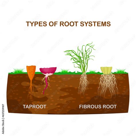 Photo And Art Print Types Of Root Systems Of Plantsmonocots And Dicots
