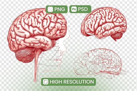 Exploring The Human Brain Anatomy Structure And Functions In Highresolution Png Psd Graphic