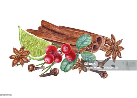 계피 스틱 빨간 허클베리 선 조각 솔잎 정향 흰색 배경에 분리된 스타 아니스 카드 디자인 패키지 디자인 라벨을 위한 수채화 식물 그림 강림절에 대한 스톡 벡터 아트 및 기타