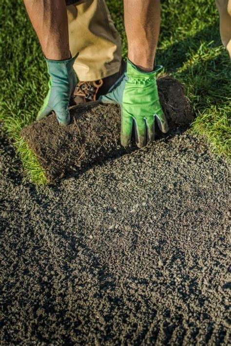Grass Seed Vs Turf Which Is Better Artofit