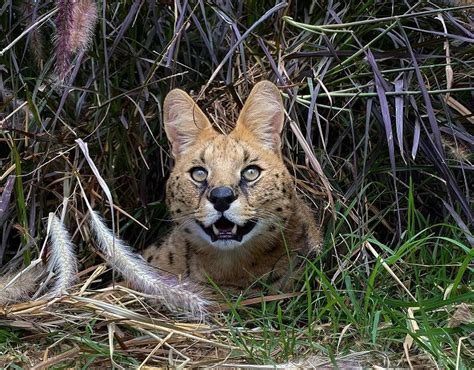 Open Day And Tours At The Wild Cat Conservation Centre