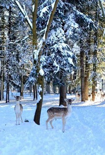 Pylli I Fazanëve Në Maliq ‘pushtohet Nga Sorkadhet Foto Për