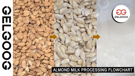 Almond Milk Processing Flow Chart How Is Almond Milk Made In A