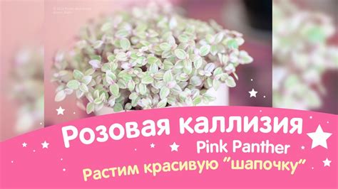 Каллизия розовая Пинк Пантер. Как вырастить пышной - YouTube