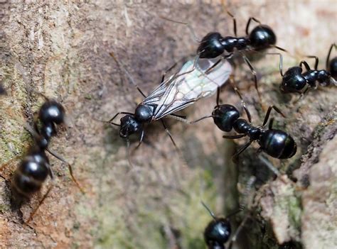 Mravenec černolesklý Lasius Fuliginosus Blanokřídlí V Praze