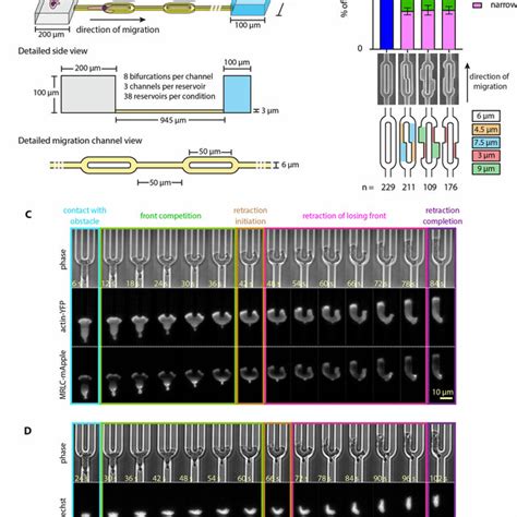 Cells Choose Directions Randomly In An Engineered Symmetric Environment