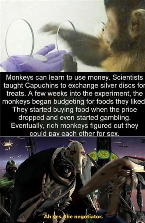 Monkey Prostitutes Meme By Vixi48 Memedroid