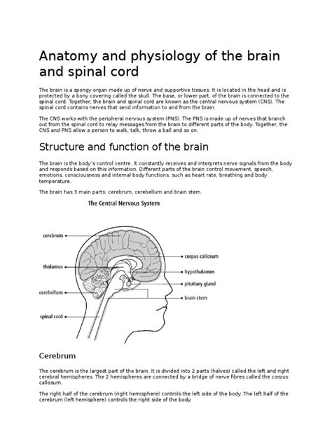 Anatomy And Physiology Of The Brain And Spinal Cord Pdf Central