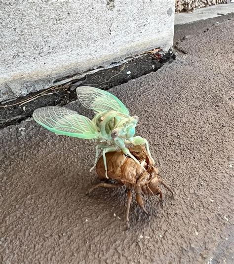 Pin By Nathan On Bugs Bugs Bugs In Beautiful Bugs Cool Bugs Bugs And Insects