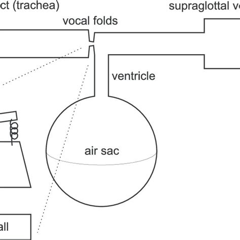 Schematic Depicition Of The Vocal Tract Model With Air Sac And The Download Scientific Diagram