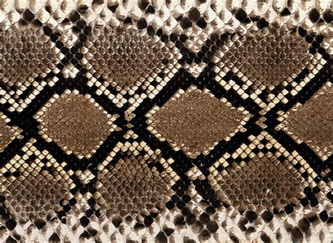Snake Scale Vector At Collection Of Snake Scale