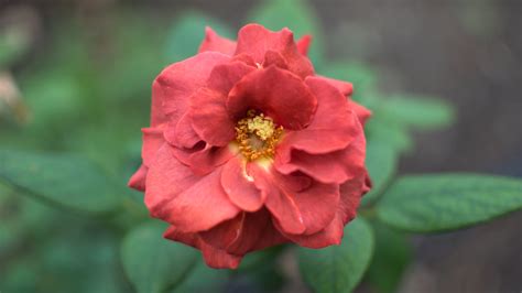 ছবি ব্লগ গোলাপ খালিদ আহসান এর বাংলা ব্লগ । Bangla Blog সামহোয়্যার ইন ব্লগ বাঁধ ভাঙ্গার