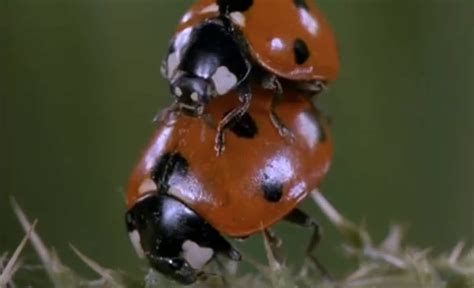 Billions Of Insects Are Having Accidental Gay Sex Towleroad Gay News