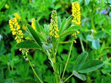 Трава буркун опис і сфери застосування