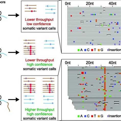 Overview Of Oncogene Concatenated Enriched Amplicon Nanopore Sequencing Download Scientific