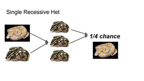 Python Genetics Ppt