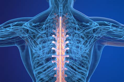 The Importance Of Spinal Alignment