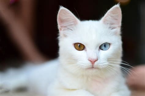 White And Brown With Blue Eyes Cat