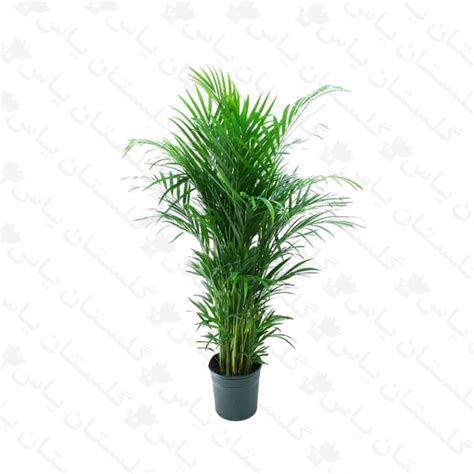 قیمت و خرید عمده نخل اریکا تولیدی گل و گیاه گلستان یاس