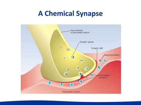 1 Neural Control Of Exercising Muscle Ppt Brain And Nervous System Disorders Diseases And