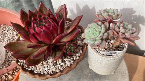 선물받은 아메스트로 자구를 많이 달았네요 아메스트로 아모아네 분갈이 하기~~~~💕 Youtube