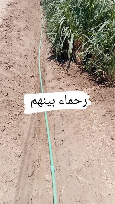 ولأنالمياههيالحياه نشاطسقياالماء الوصلةرقم12لهذاالعام 🌹تخيل