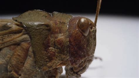 Macro Bug Sliding Shot Reveal Of Grasshopper Stock Footage SBV 348568136 Storyblocks