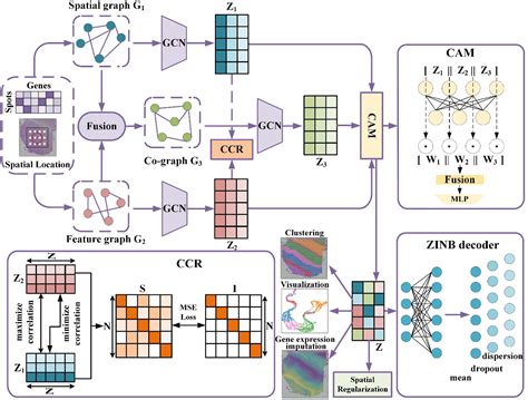 Figure 1 From Multi View Adaptive Fusion Network For Spatially Resolved