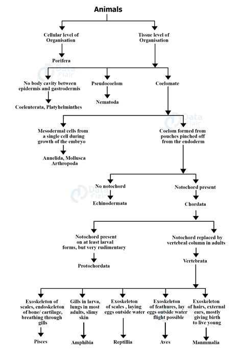 Phylum Chordata Characteristics Classification And Examples Artofit