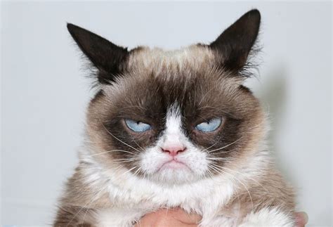 Grumpy Cat Wallpapers Hd Grumpy Cat 13106 Grumpy Cat Wallpapers Hd Grumpy Cat 13106
