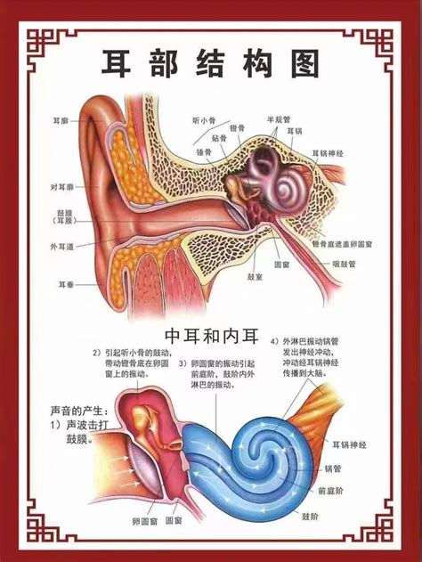 耳朵结构图功能解析