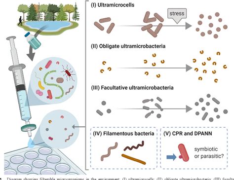 Bacteria Sizes