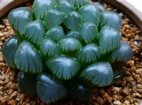不需要陽光的室內植物推薦：十大耐陰易養品種與養護全攻略