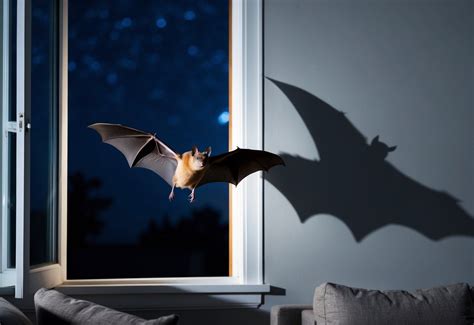 What To Do If A Bat Enters The House At Night A Friendly Guide To Safe